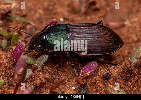 Adult Ground Beetle of the species Neoaulacoryssus speciosus eating a ...