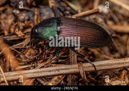 Adult Ground Beetle of the species Neoaulacoryssus speciosus eating a ...