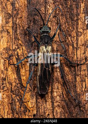 Adult Tarantula hawk Wasp of the Genus Pepsis Stock Photo - Alamy