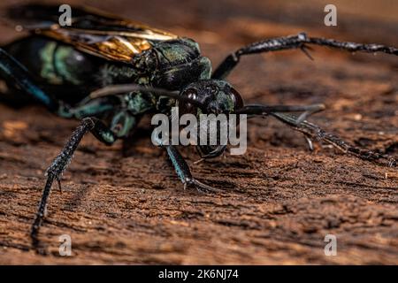 Adult Tarantula hawk Wasp of the Genus Pepsis Stock Photo - Alamy