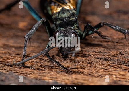 Adult Tarantula hawk Wasp of the Genus Pepsis Stock Photo - Alamy