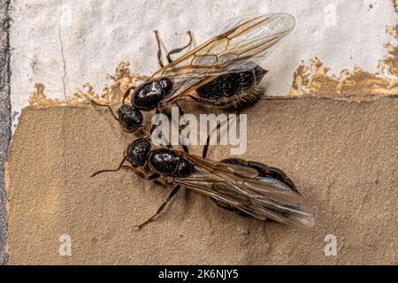 Adult Female Cocktail Ant of the Genus Crematogaster Stock Photo - Alamy