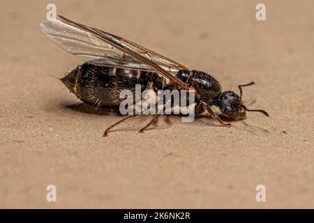 Adult Female Cocktail Ant of the Genus Crematogaster Stock Photo - Alamy