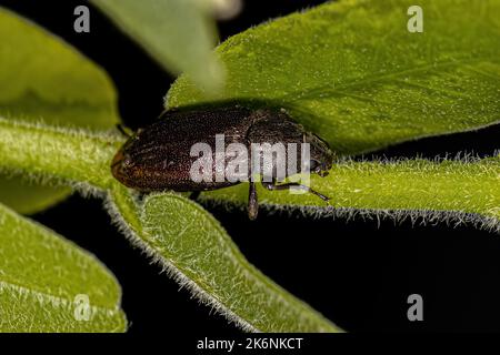 Adult Darkling Beetle of the tribe Epitragini Stock Photo - Alamy