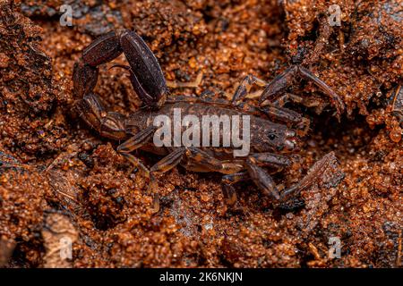 Adult Arrowbreasted Scorpion of the Genus Ananteris Stock Photo - Alamy