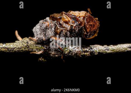 Dead Adult Calyptrate Fly by a fungus of the Genus Ophiocordyceps Stock ...