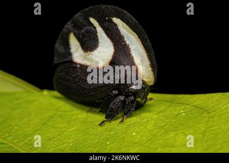 Adult Black-and-white Treehopper of the species Membracis ...