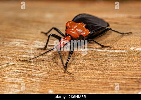 Adult Millipede Assassin Bug of the Genus Pothea Stock Photo - Alamy
