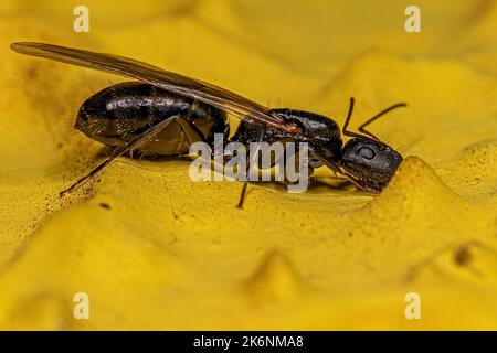 Adult Female Winged Carpenter Queen Ant of the genus Camponotus Stock ...