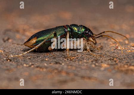 Adult Metallic Tiger Beetle of the Genus Tetracha Stock Photo - Alamy