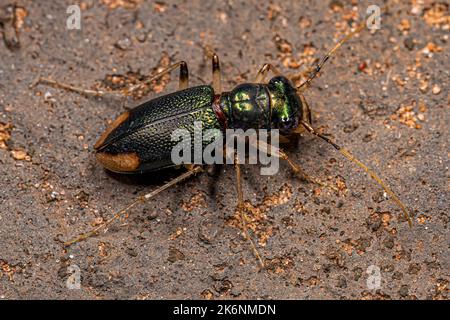 Adult Metallic Tiger Beetle of the Genus Tetracha Stock Photo - Alamy
