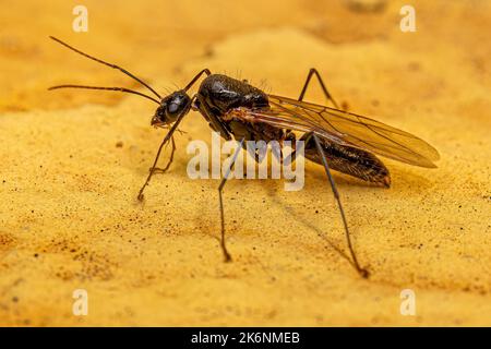 Adult Male Winged Carpenter Ant of the genus Camponotus Stock Photo - Alamy