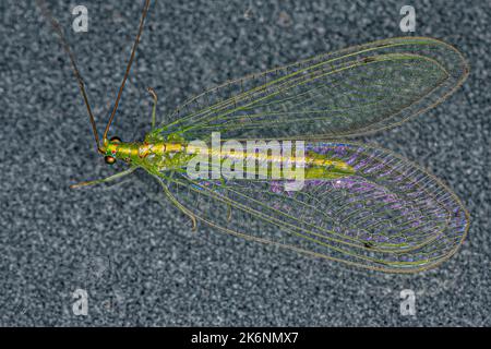 Adult Typical Green Lacewing of the Genus Ceraeochrysa Stock Photo - Alamy