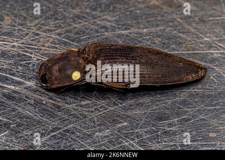 Adult Fire Click Beetle of the Tribe Pyrophorini Stock Photo - Alamy