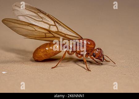 Adult Female Winged Thief Queen Ant of the Genus Carebara Stock Photo ...