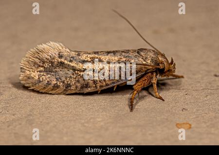 Adult Grass Tubeworm Moth of the Family Tineidae Stock Photo - Alamy