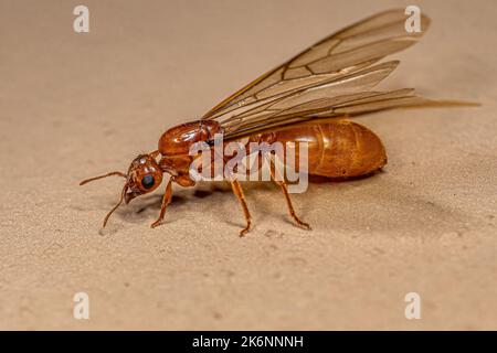 Adult Female Winged Thief Queen Ant of the Genus Carebara Stock Photo ...