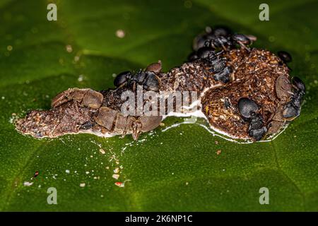 Adult Turtle Ants of the genus Cephalotes eating feces on a leaf Stock ...