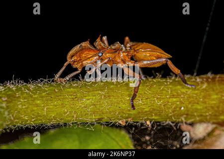 Adult Yellow Turtle Ant of the Genus Cephalotes Stock Photo - Alamy