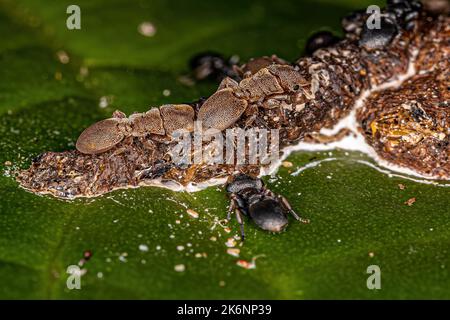 Adult Turtle Ants of the genus Cephalotes eating feces on a leaf Stock ...