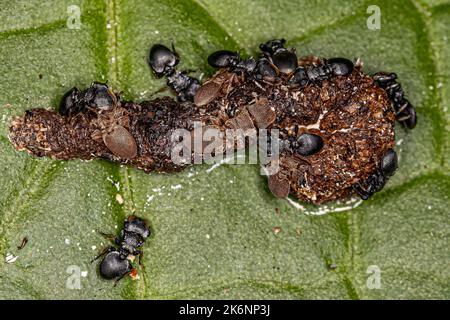 Adult Turtle Ants of the genus Cephalotes eating feces on a leaf Stock ...