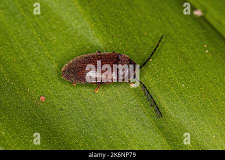 Adult Toe-winged Beetle of the Family Ptilodactylidae Stock Photo - Alamy