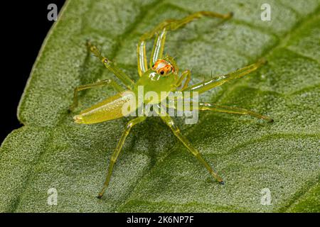 Small Translucent Green Jumping Spider of the Genus Lyssomanes Stock ...