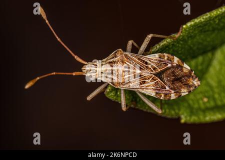 Adult Leaf-footed Bug of the Tribe Acanthocephalini with an attached ...