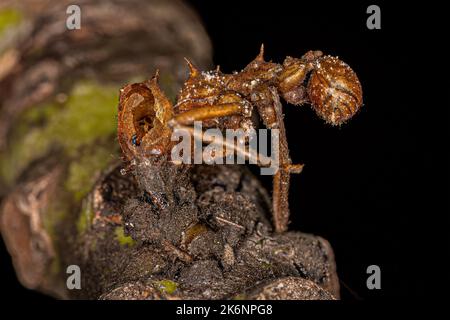 Dead Adult Atta Leaf-cutter Ant of the Genus Atta killed by zombie ...