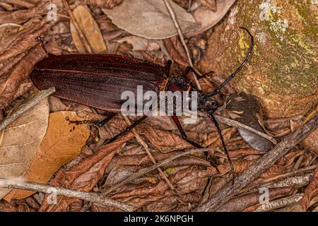 Adult Giant Prionid Beetle of the genus Ctenoscelis Stock Photo - Alamy