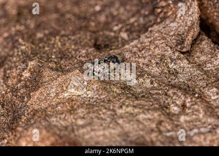 Adult Sharpshooter Insect of the Family Cicadellidae Stock Photo - Alamy