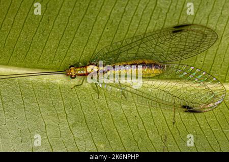 Adult Typical Green Lacewing of the Genus Chrysoperla Stock Photo - Alamy