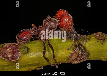 Dead Adult Atta Leaf-cutter Ant of the Genus Atta killed by zombie ...
