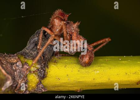 Dead Adult Atta Leaf-cutter Ant of the Genus Atta killed by zombie ...