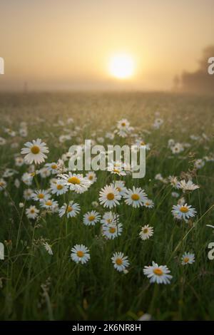 Spring camomile flowers in morning meadow with a dew water drops ...