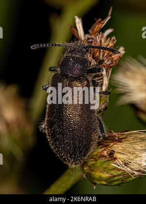 Adult Long-jointed Beetle of the species Lagria villosa Stock Photo - Alamy