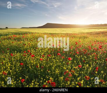 Spring medoaw of flowers. Nature composition Stock Photo - Alamy