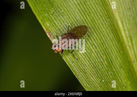 Adult Shore Fly of the Family Ephydridae Stock Photo - Alamy