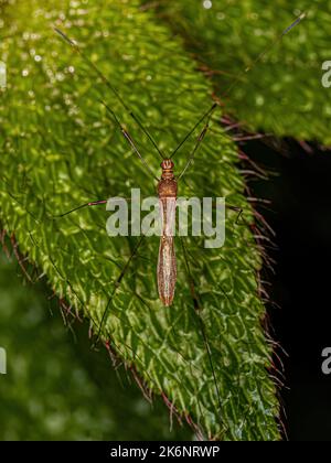 Stilt Bug of the Family Berytidae Stock Photo - Alamy