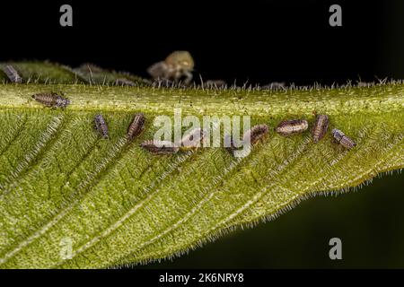 Membracis treehopper. Treehoppers (family Membracidae) are insects ...