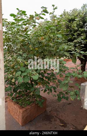 Red Mombin Tree of the species Spondias purpurea Stock Photo - Alamy