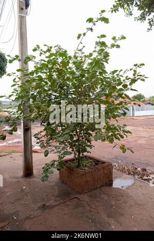 Red Mombin Tree of the species Spondias purpurea Stock Photo - Alamy