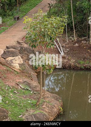 Pink Poui Tree of the species Tabebuia rosea Stock Photo - Alamy