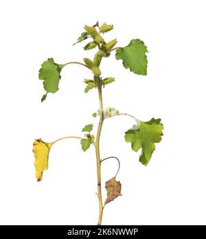 Spiny cocklebur plant isolated on white, Xanthium spinosum Stock Photo ...