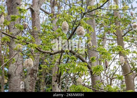 Branches with hanging fibers of dehisced fruit of Cotton tree or Kapok ...