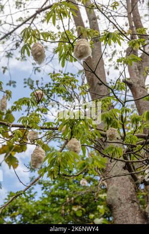 Branches with hanging fibers of dehisced fruit of Cotton tree or Kapok ...