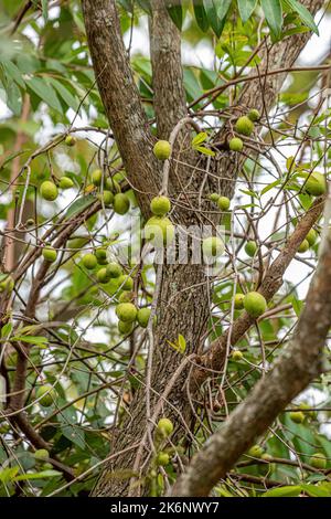 Tree with fruits called Mangaba of the species Hancornia speciosa with ...
