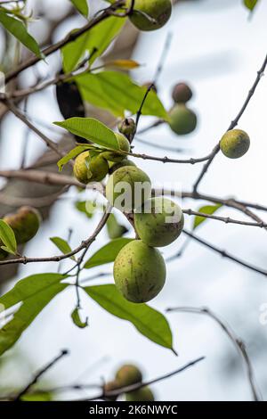 Tree with fruits called Mangaba of the species Hancornia speciosa with ...