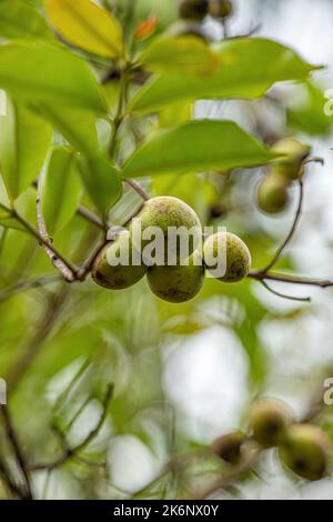 Tree with fruits called Mangaba of the species Hancornia speciosa with ...