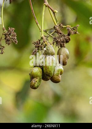 Cashew Fruit of the species Anacardium occidentale with selective focus ...